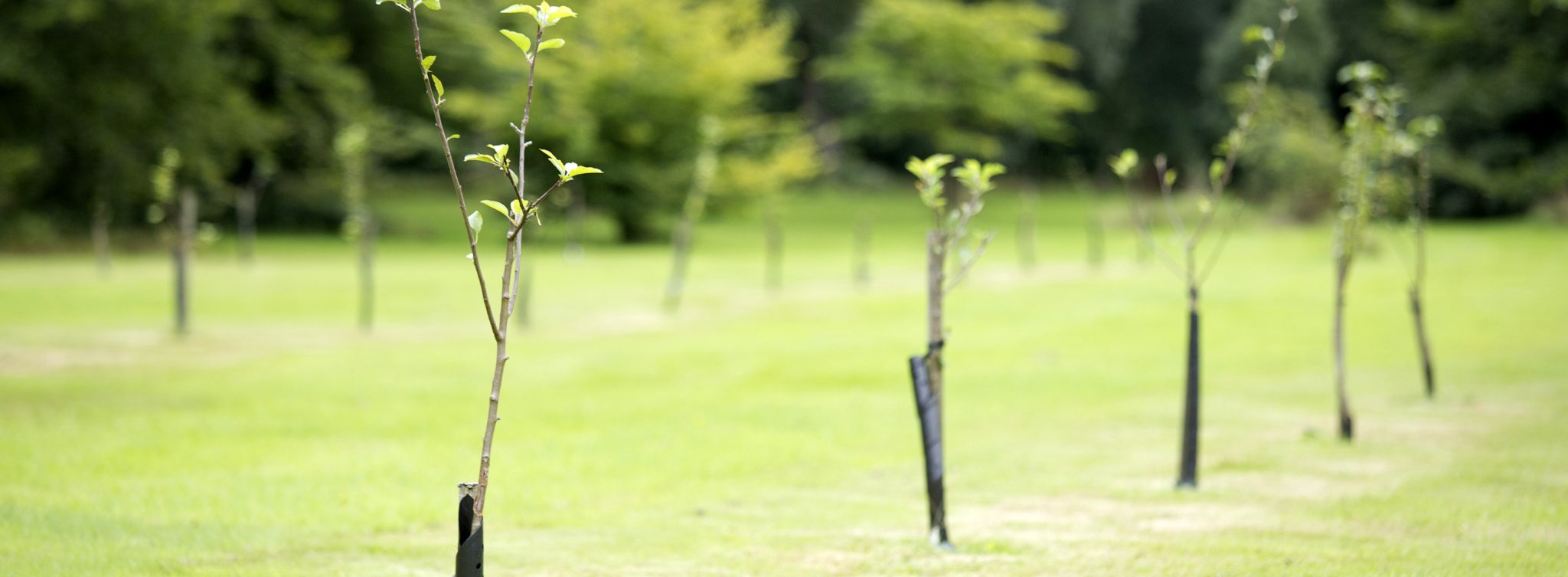 Confor urges Sunak government to ramp up tree planting – Quercus Forest ...